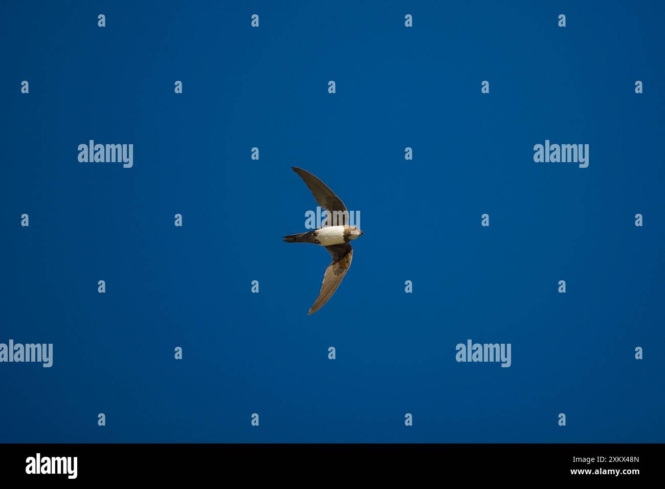 Swift birds hi-res stock photography and images - Alamy
