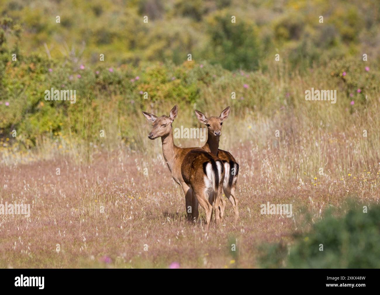Fallow Deer in the wild Stock Photo - Alamy
