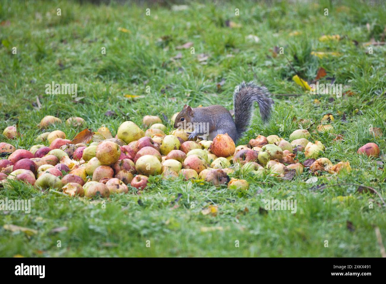 Grey Squirrel eating apples Stock Photo - Alamy