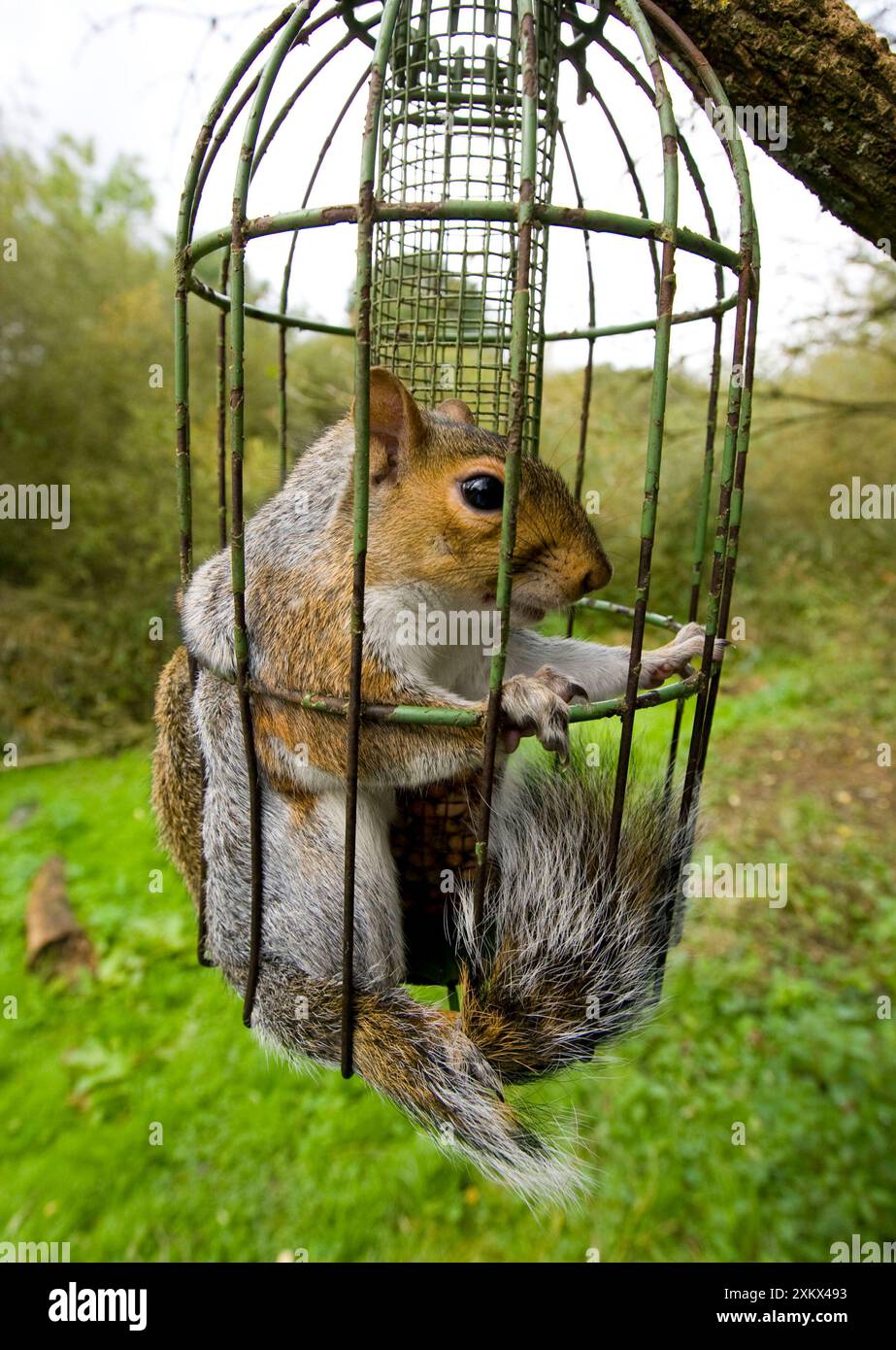 Grey Squirrel trapped inside a squirrel proof bird feeder Stock Photo ...