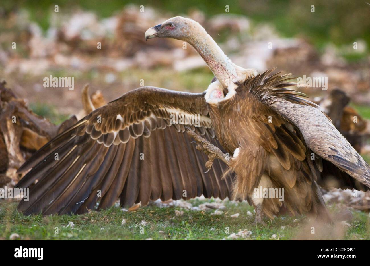 Eurasian Griffon Vulture in aggressive posture at carcass Stock Photo ...
