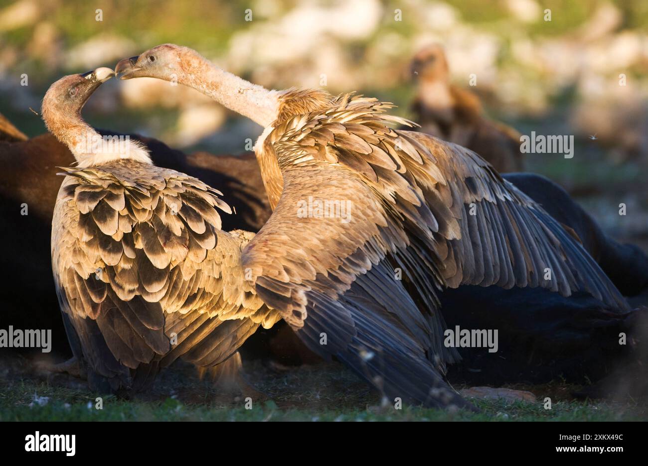 Griffon vultures feeding carcass hi-res stock photography and images ...
