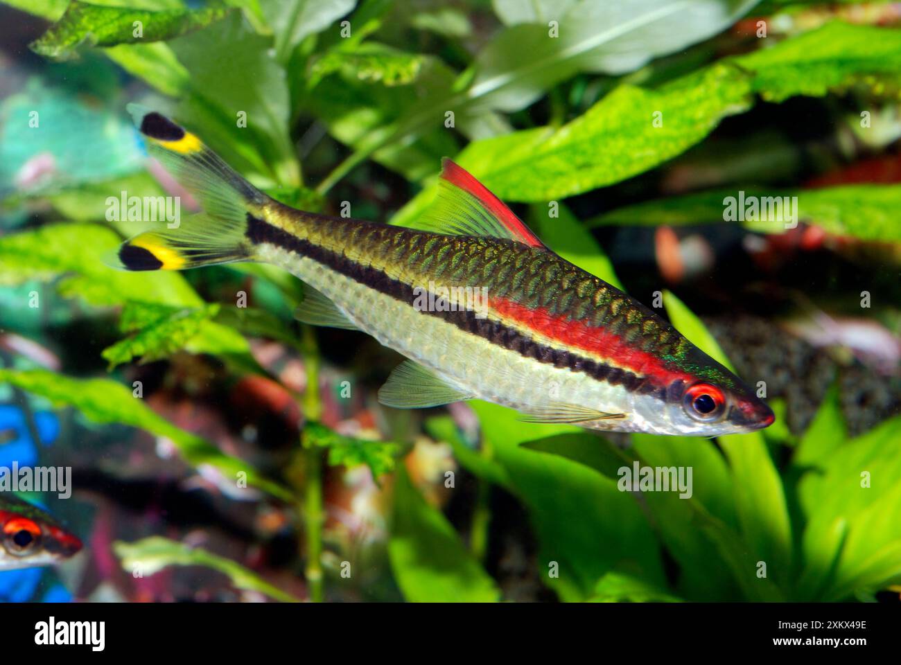 Red Line Torpedo Fish Stock Photo - Alamy