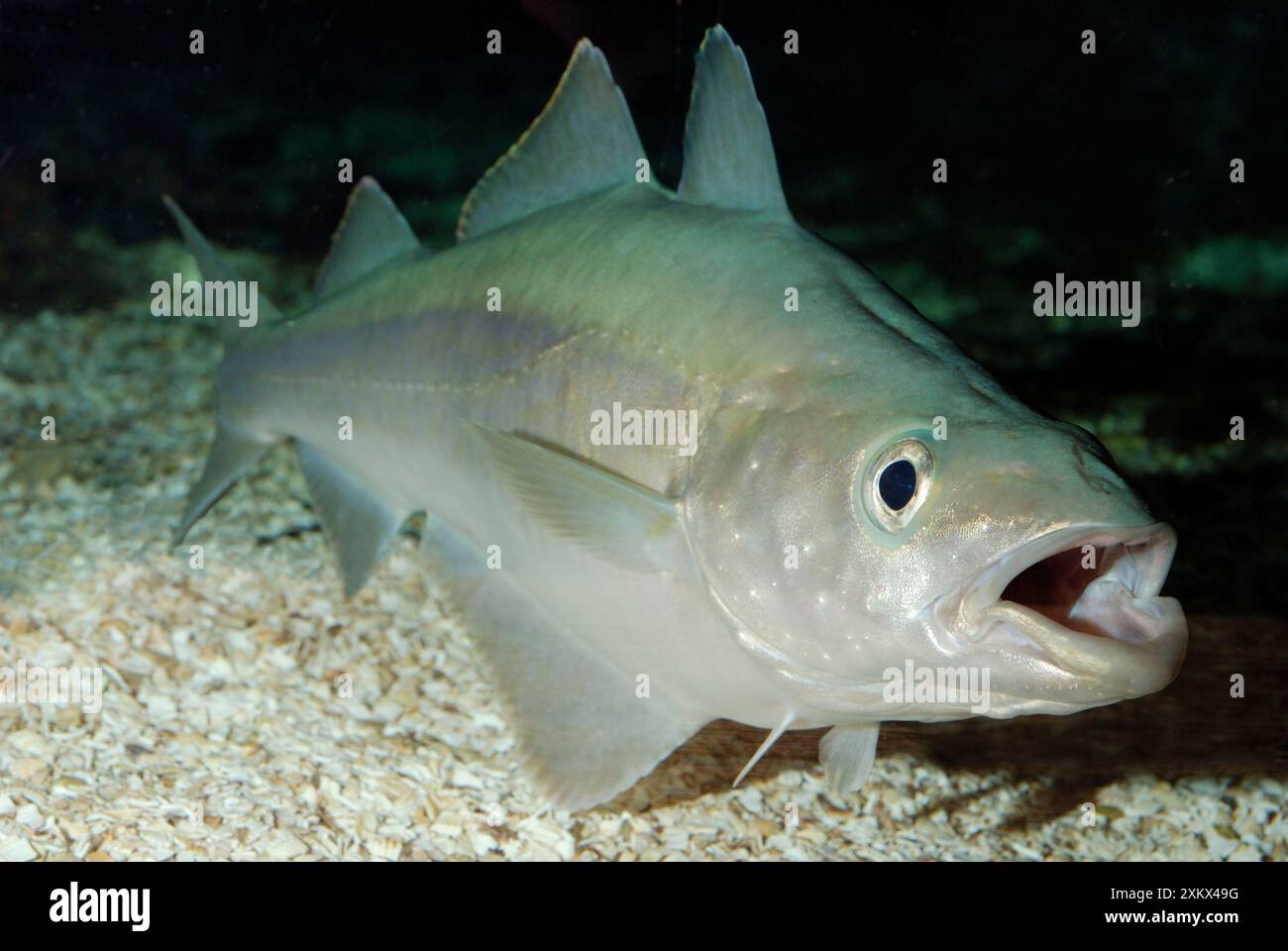 Pollack pollachius hi-res stock photography and images - Alamy