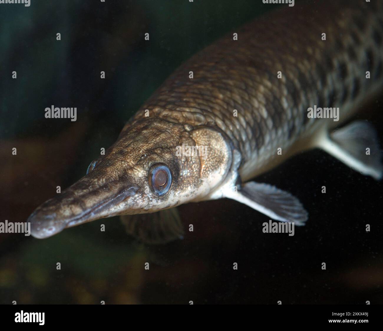 Short Nosed Gar Pike Stock Photo - Alamy