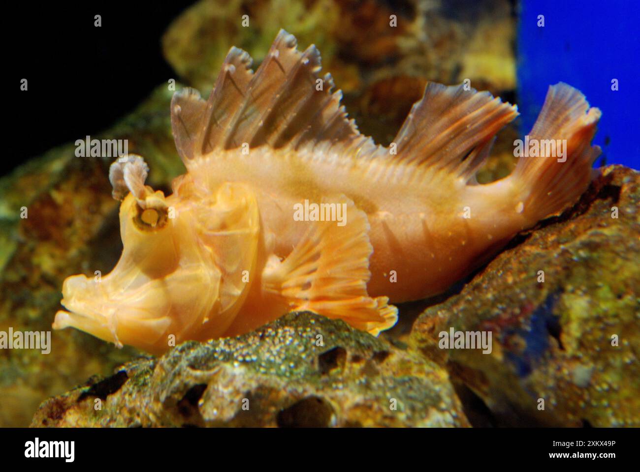 Predator of fish hi-res stock photography and images - Alamy