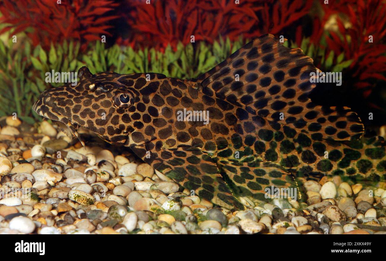 Spotted Suckermouth Catfish - disruptive coloration Stock Photo - Alamy