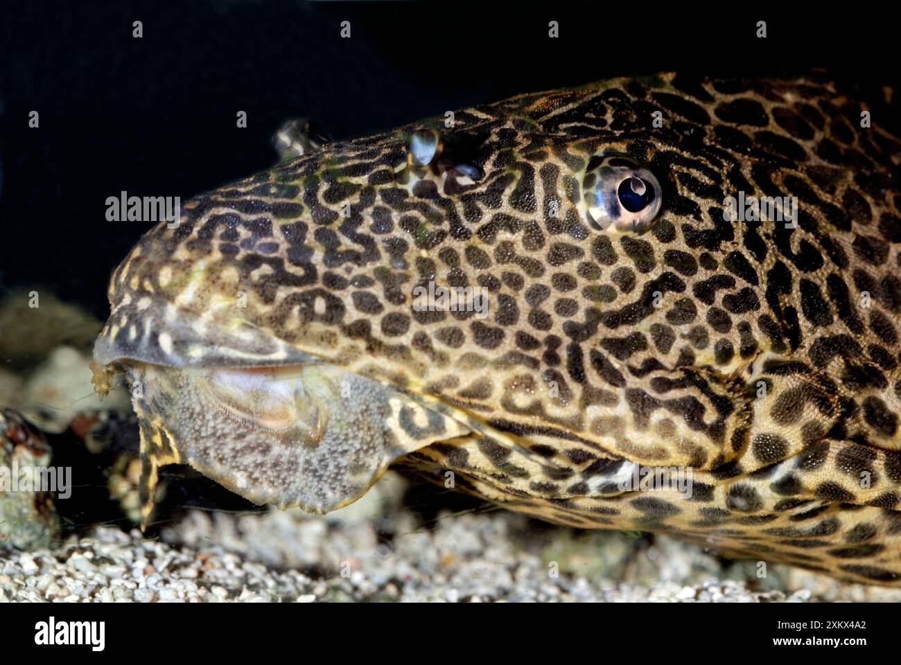 Spotted Suckermouth Catfish - disruptive coloration Stock Photo - Alamy