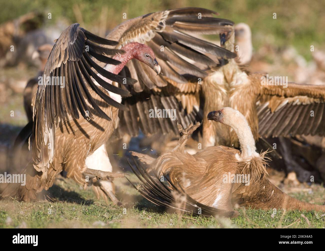 Eurasian Griffon Vultures fighting at carcass Stock Photo - Alamy