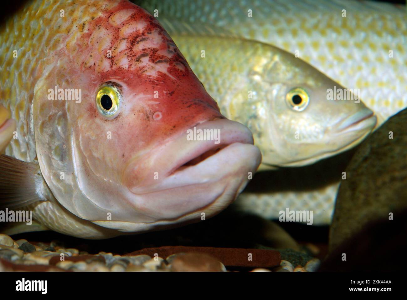 Pink Tilapia Fish - domsticated form bred in captivity Stock Photo - Alamy