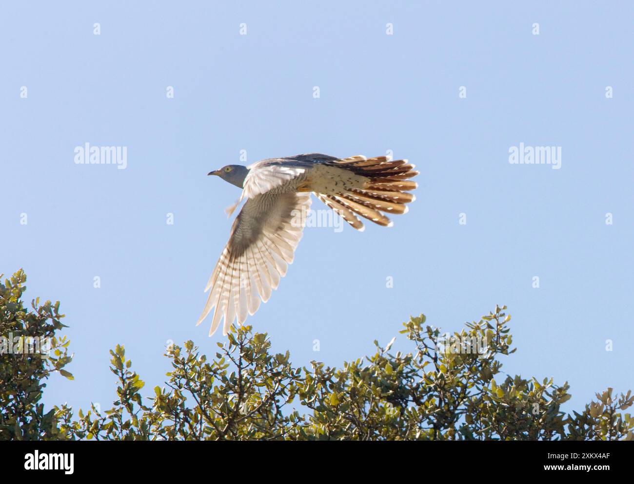 Common Cuckoo in flight Stock Photo - Alamy