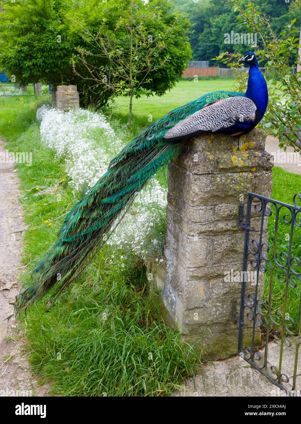 Peacock - male sitting on gate post Stock Photo - Alamy