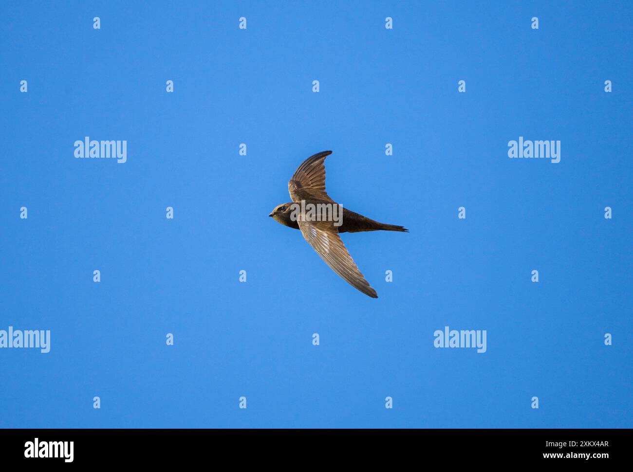Common Swift in flight Stock Photo - Alamy