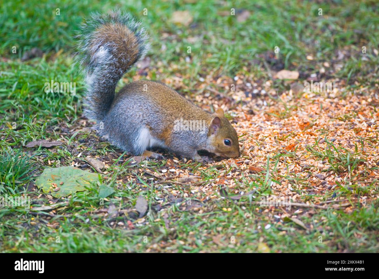 Grey Squirrel - eating chilli covered bird seed Stock Photo - Alamy