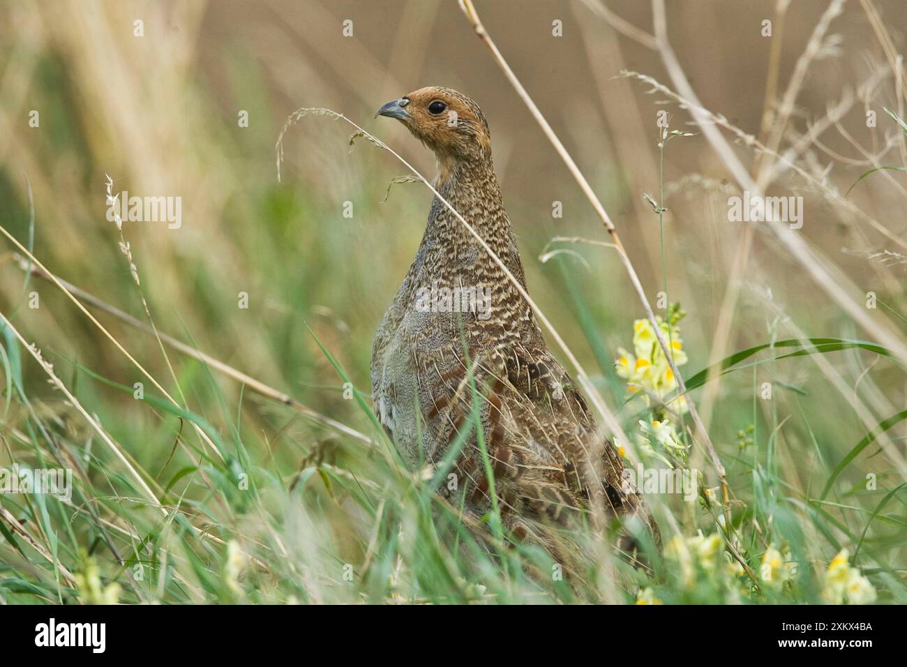 European partridge perdix perdix hi-res stock photography and images ...