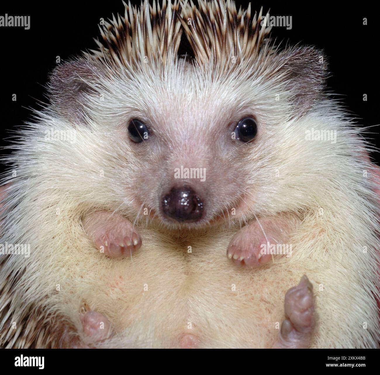 African Pygmy Hedgehog - a domesticated form of Stock Photo - Alamy
