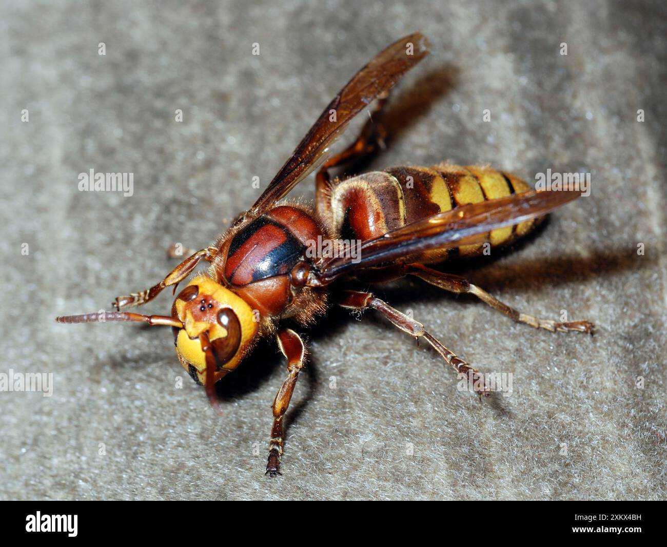 Single hornet hi-res stock photography and images - Alamy