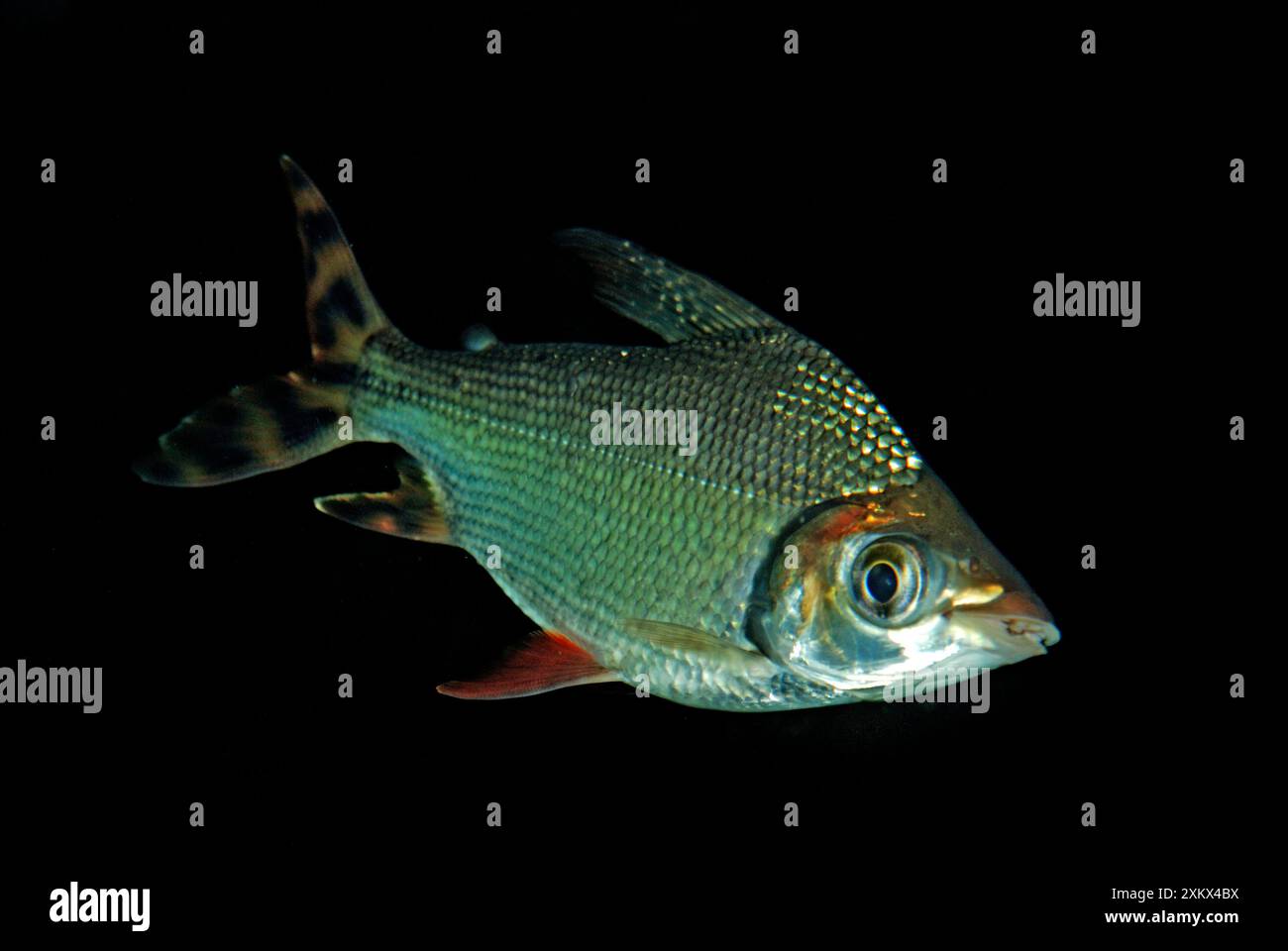 Leporinus sp hi-res stock photography and images - Alamy