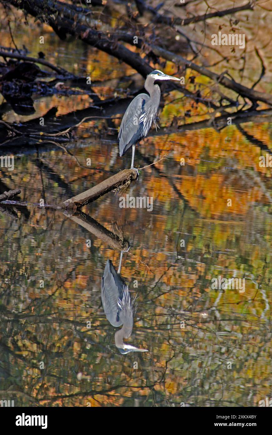 Great Blue Heron and its reflection Stock Photo - Alamy