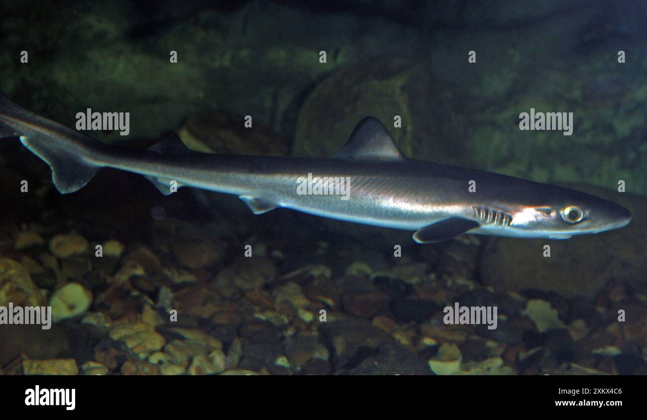 Smooth dogfish hi-res stock photography and images - Alamy