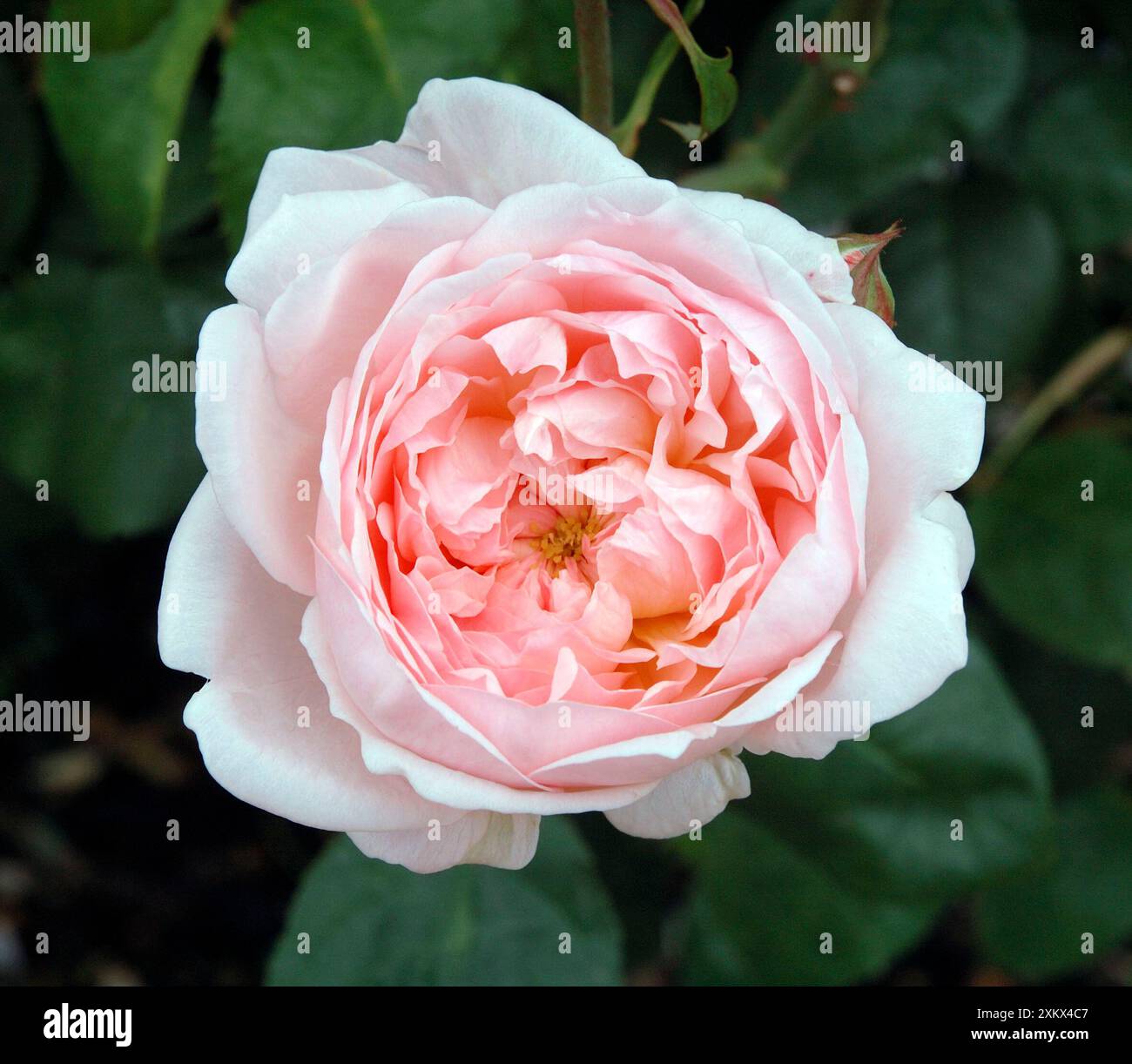 Old Englsh Rose variety 'Eglantyne' Stock Photo - Alamy