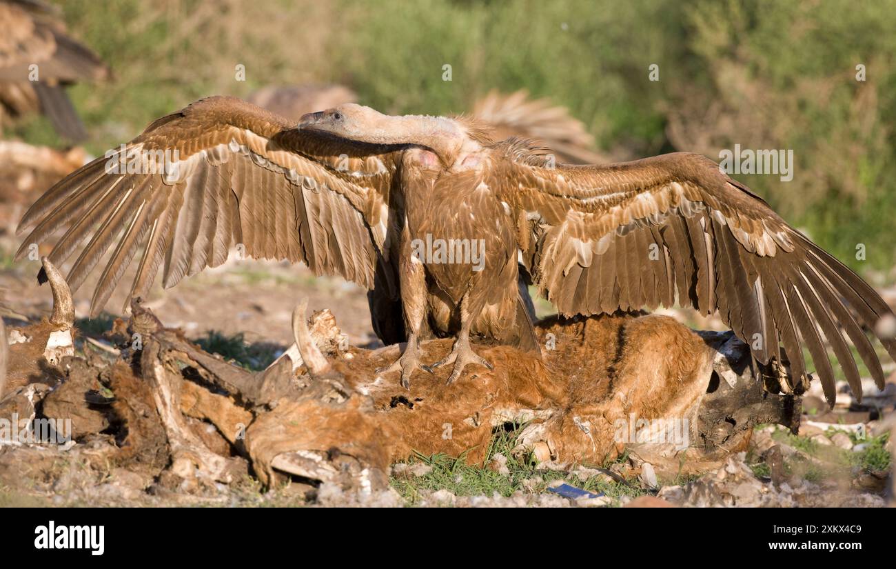 Vultures posture hi-res stock photography and images - Alamy