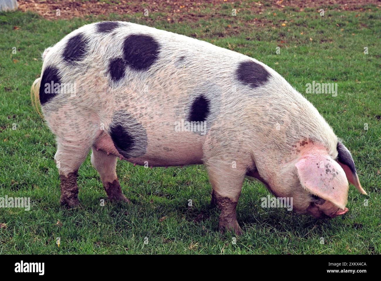 Pig farming old hi-res stock photography and images - Alamy