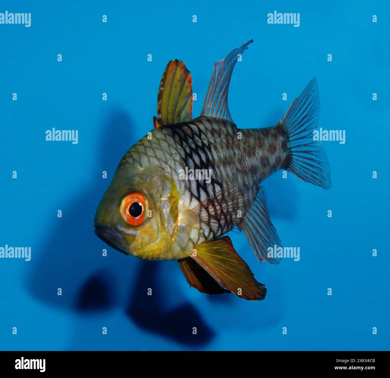 Orbiculate cardinalfish hi-res stock photography and images - Alamy