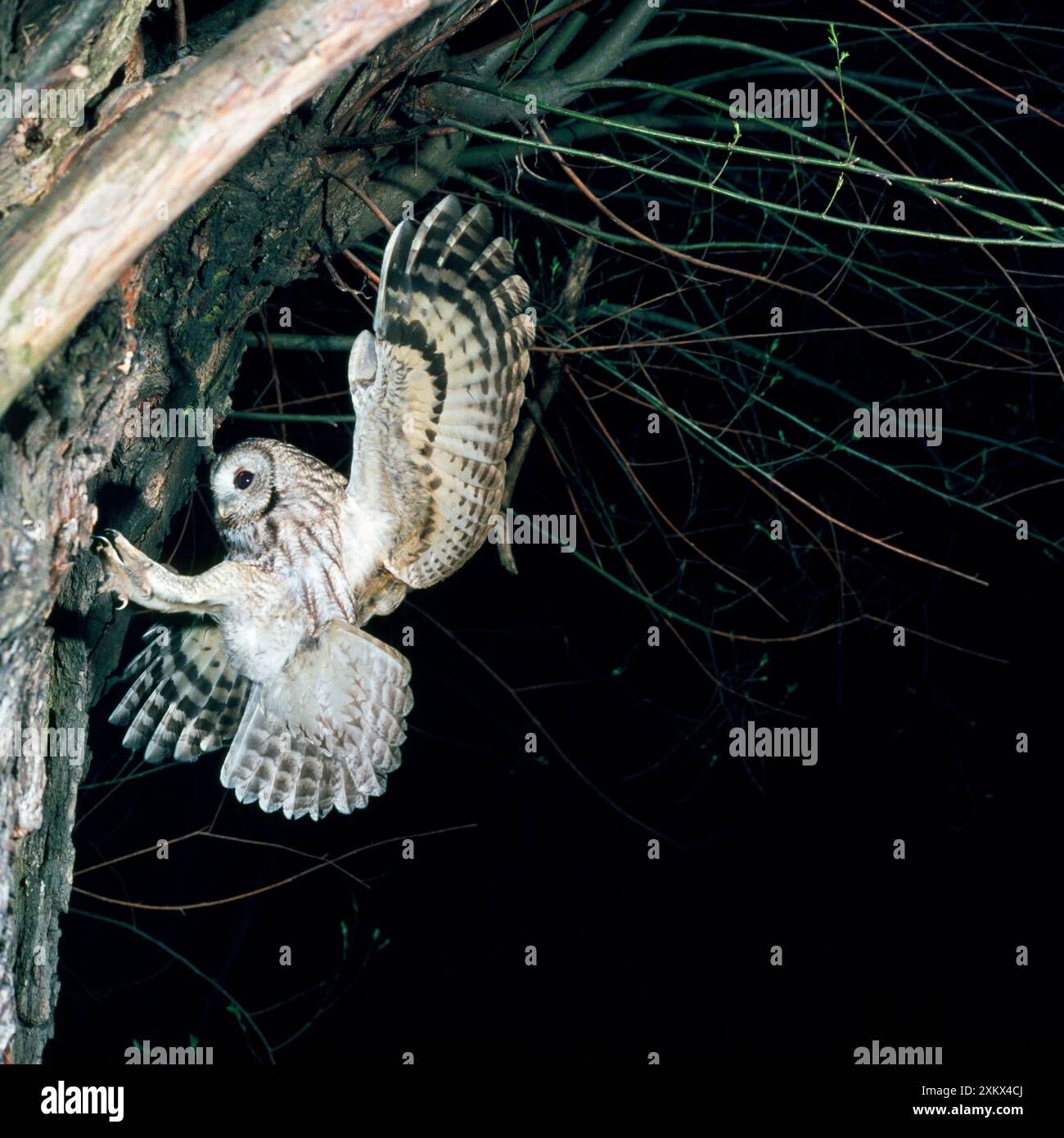 Tawny owl night flying hi-res stock photography and images - Alamy
