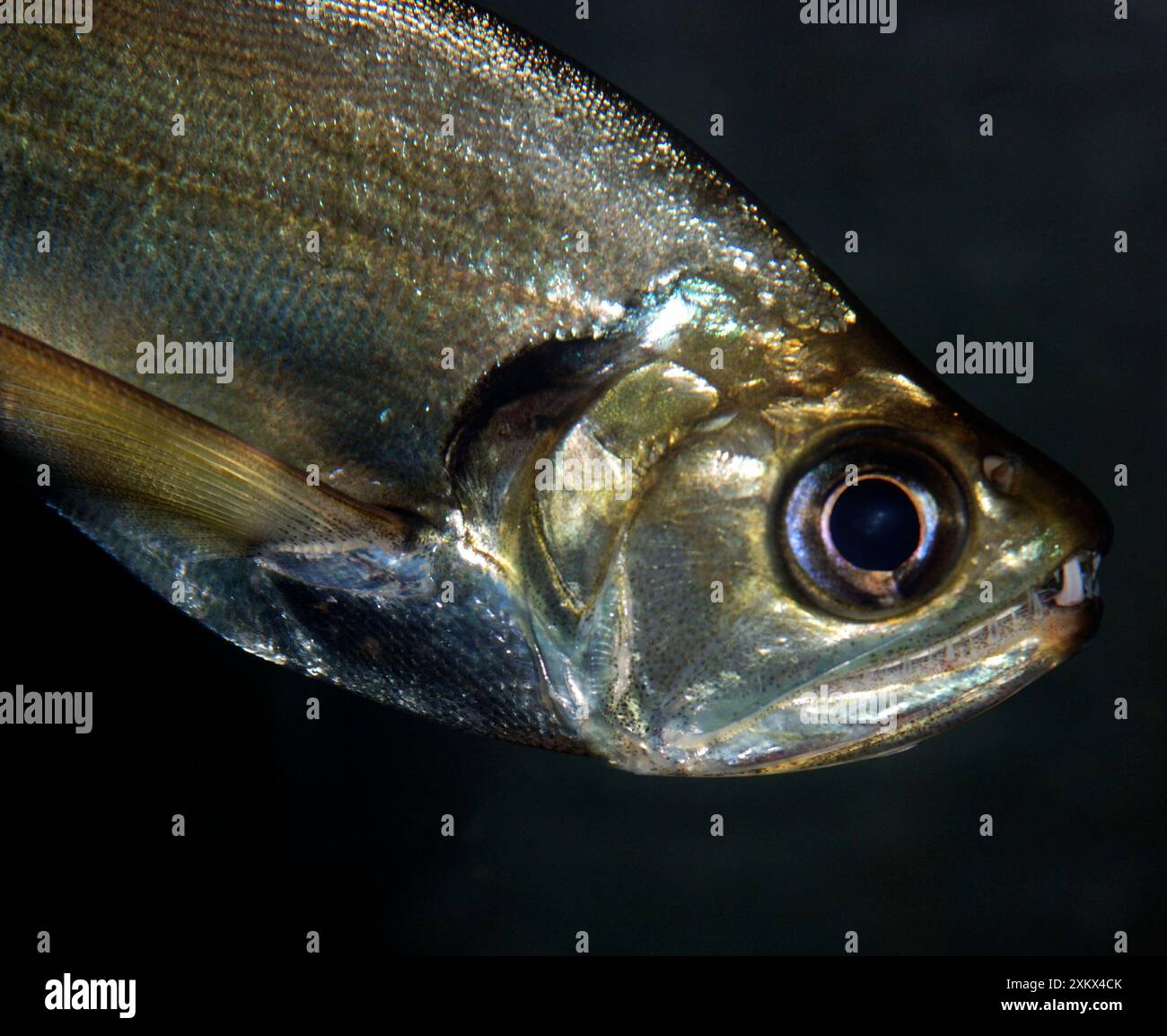 Fish tooth hi-res stock photography and images - Alamy