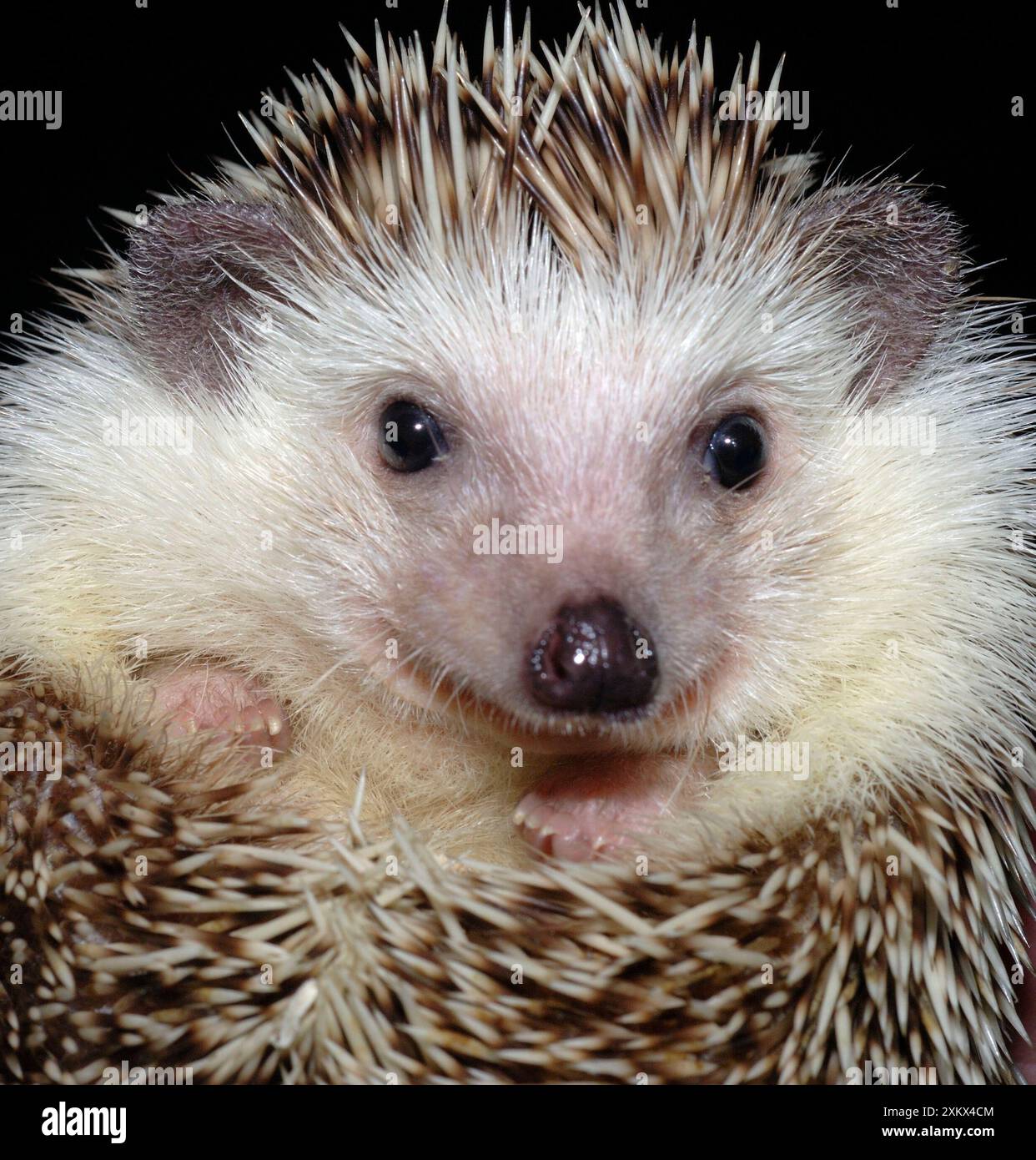 African Pygmy Hedgehog - a domesticated form of Stock Photo - Alamy