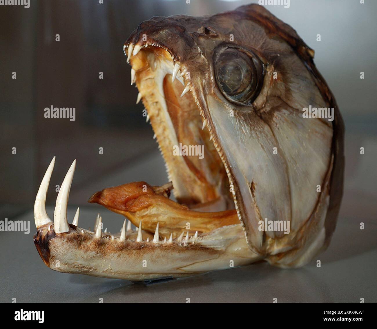 Sabre-tooth Fish - skull Stock Photo - Alamy