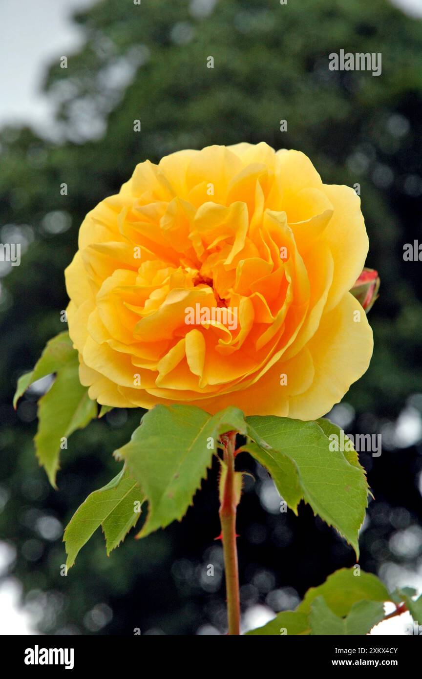 Rose - 'Graham Thomas' Stock Photo - Alamy