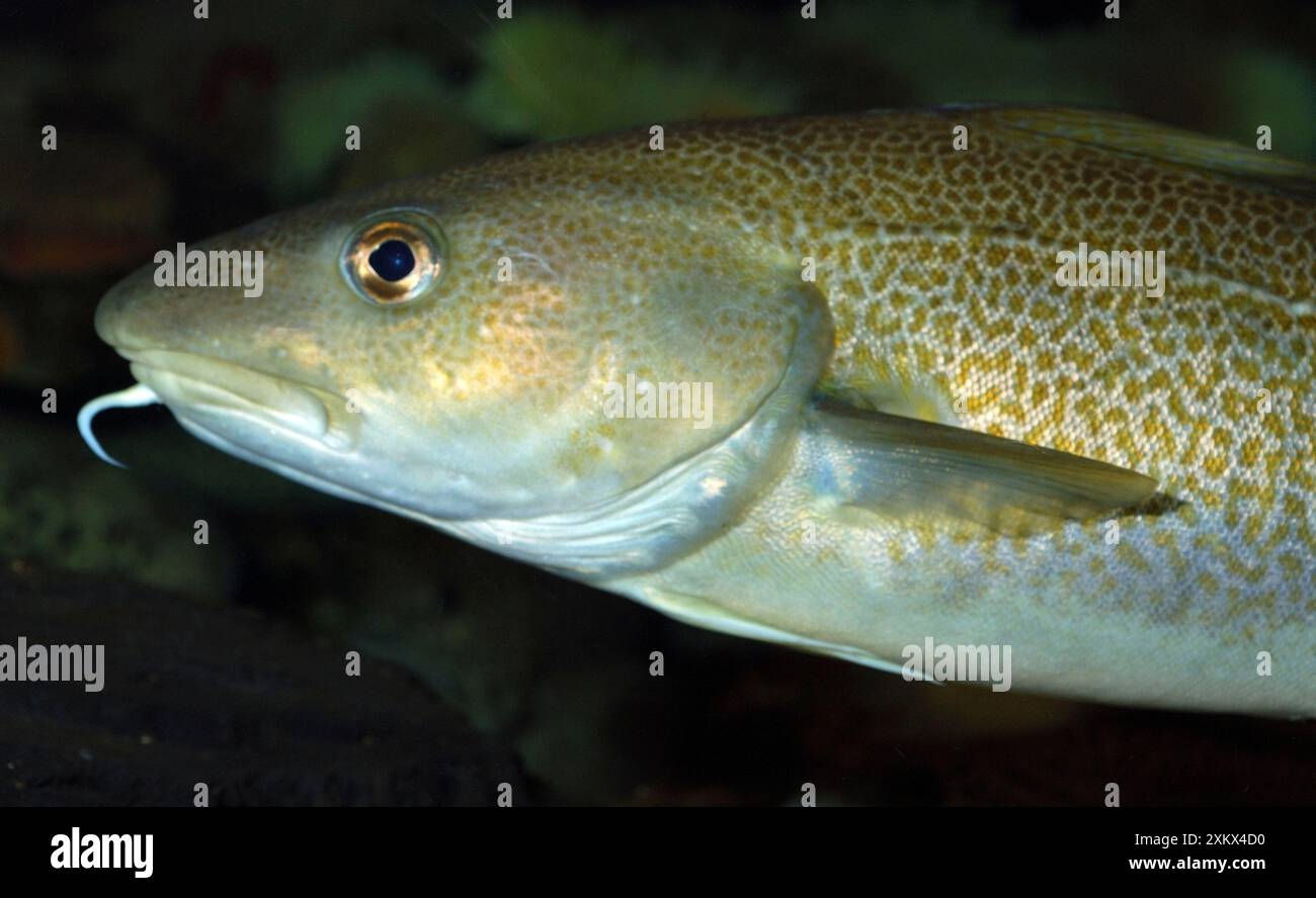 Cods head hi-res stock photography and images - Alamy