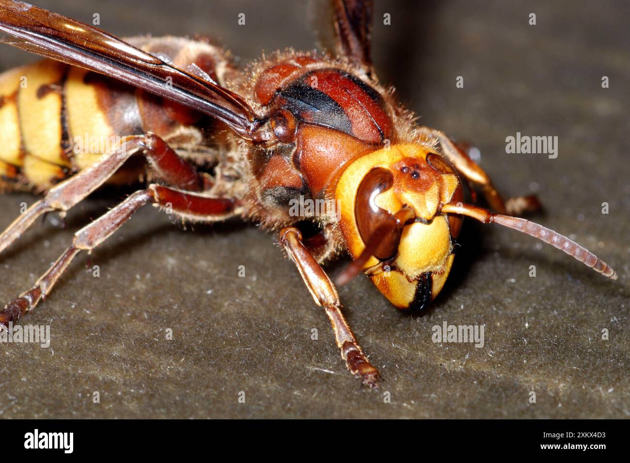 Single hornet hi-res stock photography and images - Alamy
