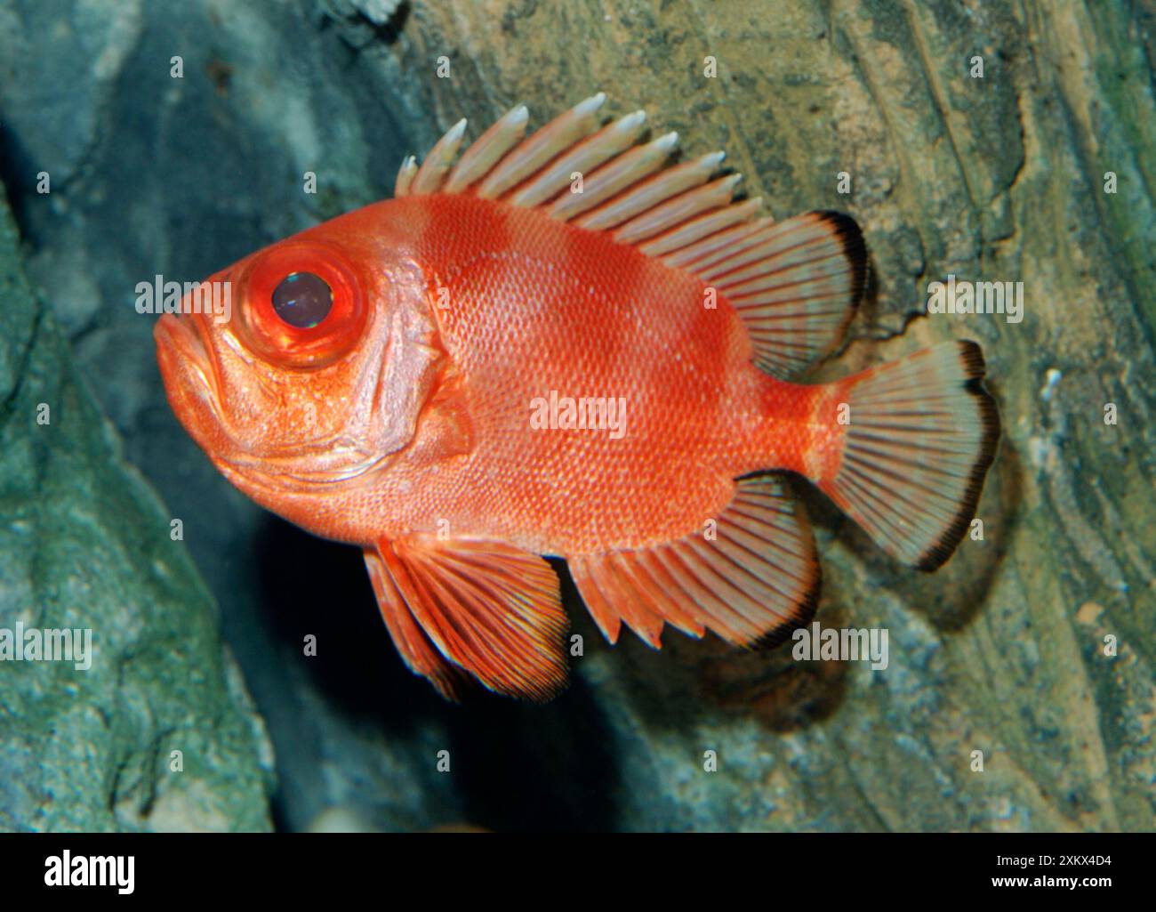 Big eye hi-res stock photography and images - Alamy