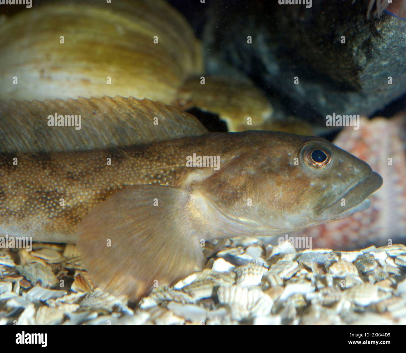 Blenny fish hi-res stock photography and images - Alamy