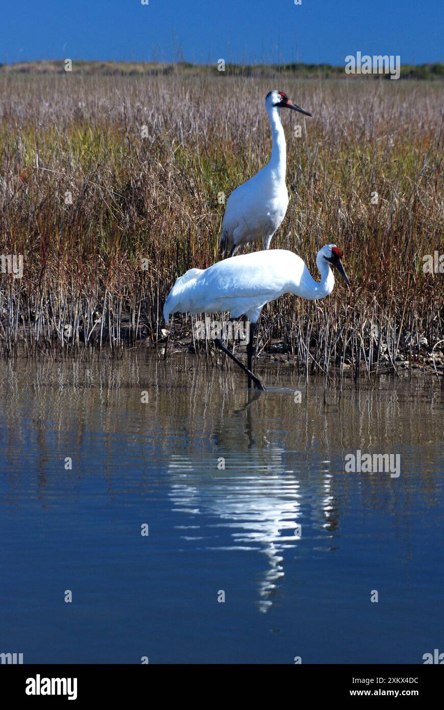 Wintering whooping cranes hi-res stock photography and images - Alamy