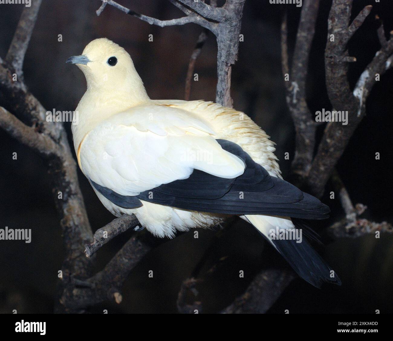 Pied Imperial Pigeon Stock Photo - Alamy