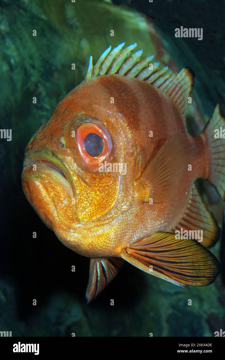 Big eye hi-res stock photography and images - Alamy