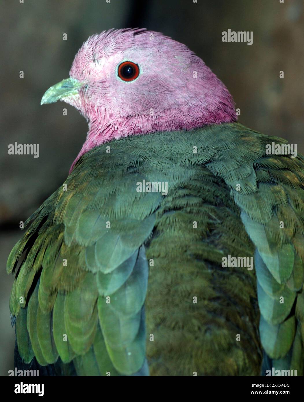 Pink headed dove hi-res stock photography and images - Alamy
