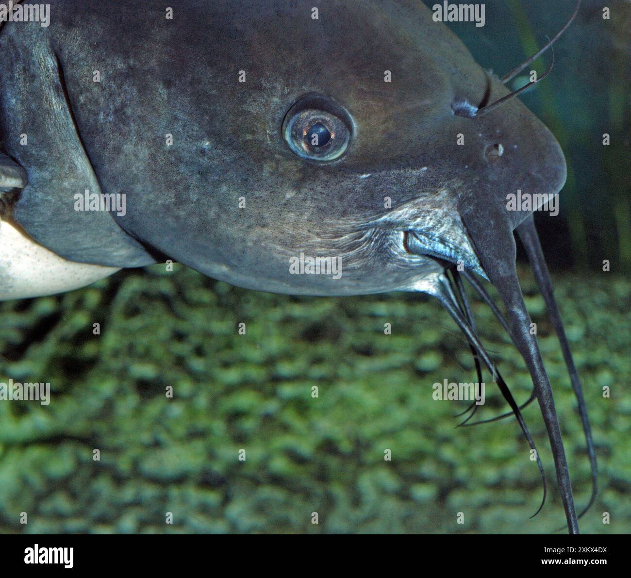 Channel Catfish - Well oxygenated freshwaters North America Stock Photo ...