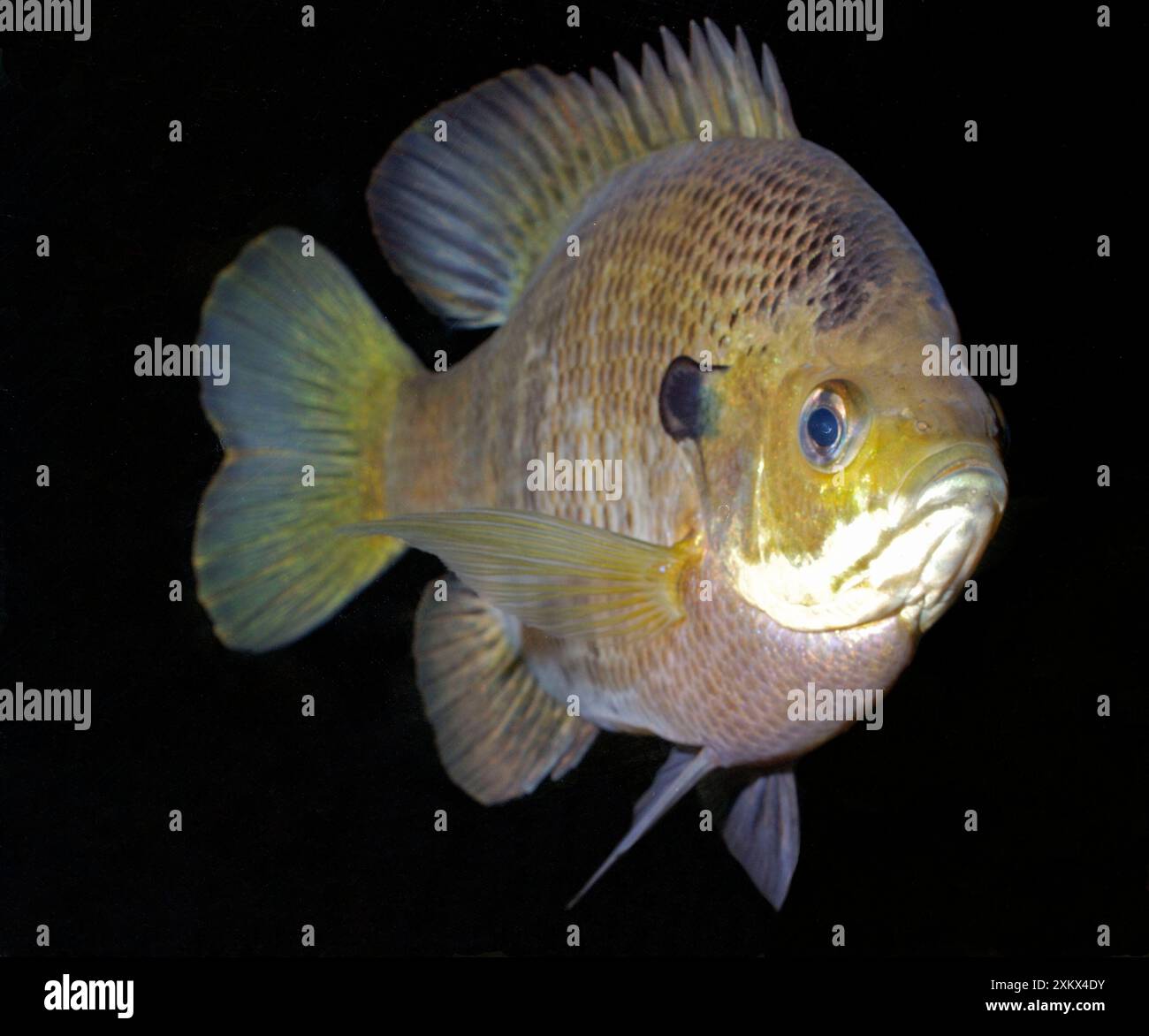 Bluegill fish hi-res stock photography and images - Alamy