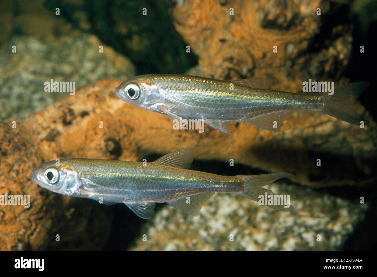 Animals which fish hi-res stock photography and images - Alamy