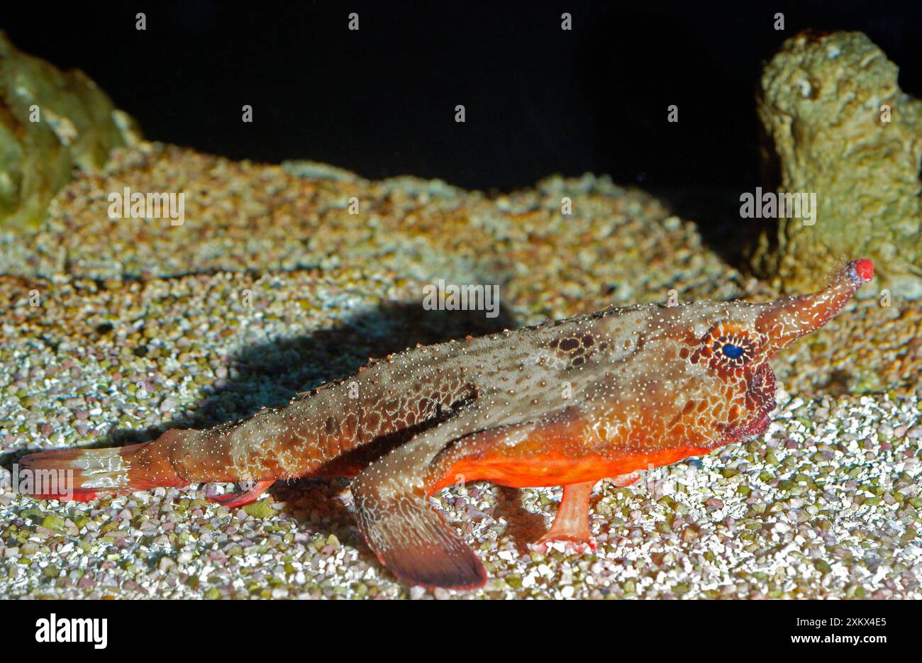 Toad walking hi-res stock photography and images - Alamy