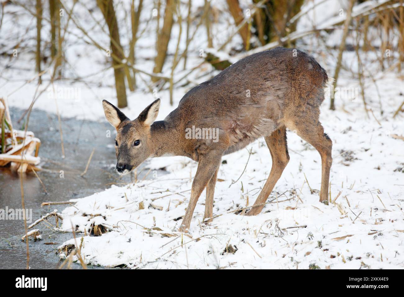 Female deer eating hi-res stock photography and images - Alamy