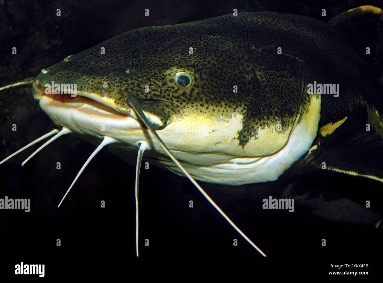 Redtail catfish hi-res stock photography and images - Alamy