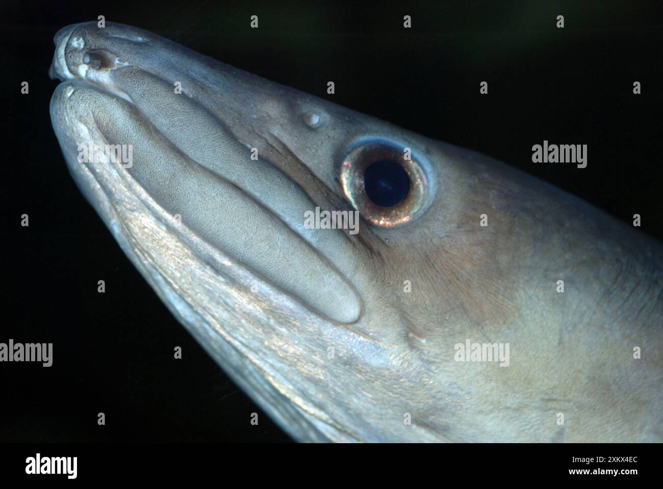 Conger eel in underwater hi-res stock photography and images - Alamy