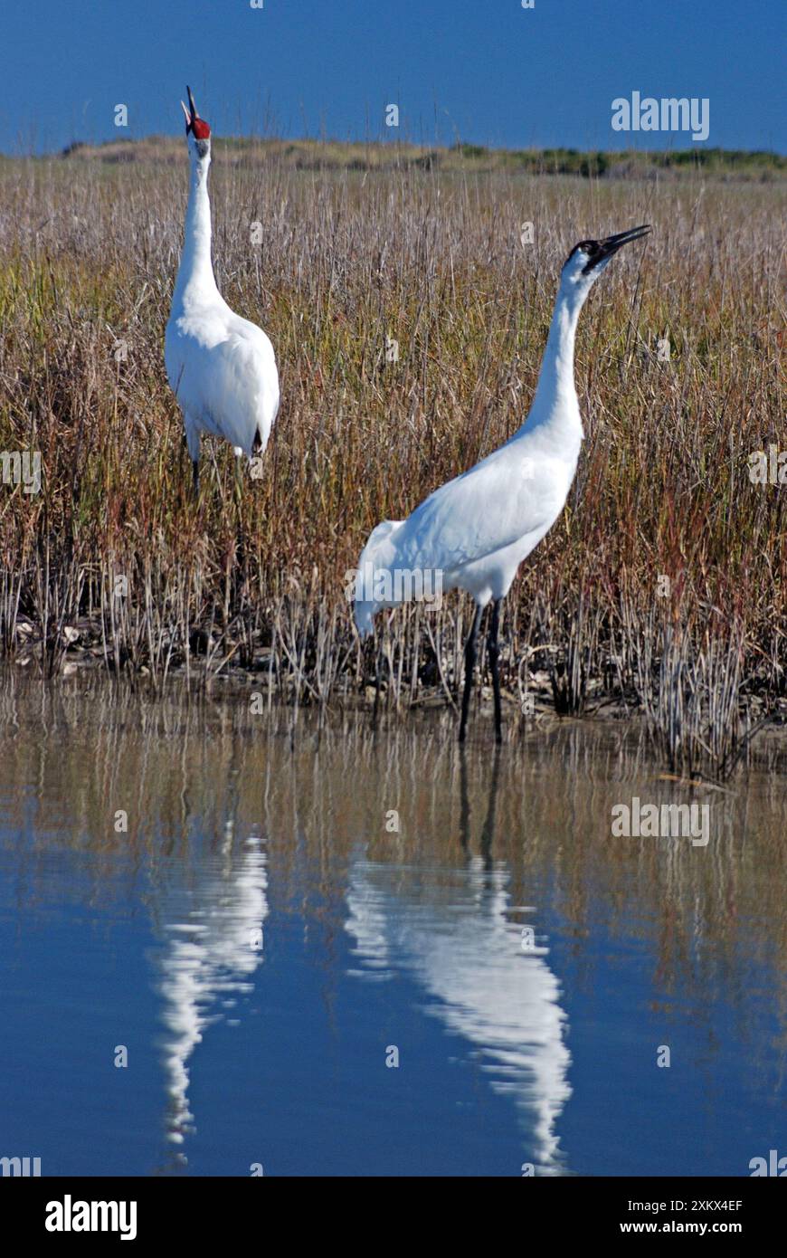 Wintering whooping cranes hi-res stock photography and images - Alamy