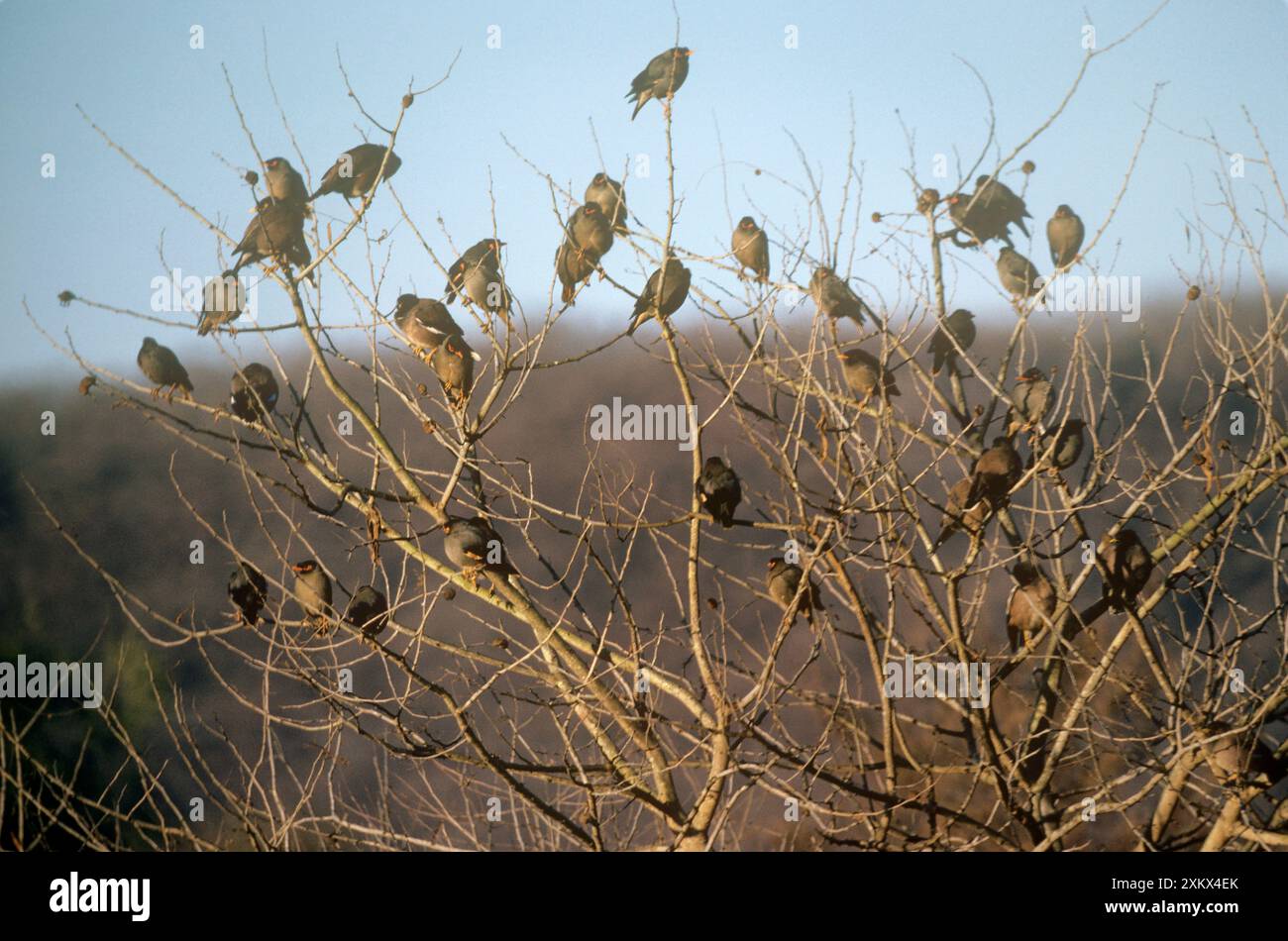 Flock of birds in tree hi-res stock photography and images - Alamy